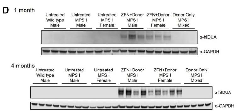 Conjugation kit | Easy Labelling (ab201806) | Lightning-Link® | Abcam
