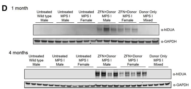 Conjugation kit | Easy Labelling (ab201806) | Lightning-Link® | Abcam