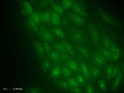 Anti-DYNLL1/PIN antibody [EP1660Y] - BSA and Azide free (ab232343) | Abcam