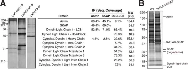 Anti-DYNLL1/PIN antibody [EP1660Y] - BSA and Azide free (ab232343) | Abcam