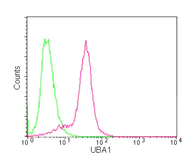 E1 Ubiquitin Activating Enzyme 1/UBA1抗体[EPR14203(B)] (ab180125)| Abcam中文官网