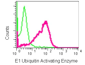 Anti-E1 Ubiquitin Activating Enzyme 1/UBA1 antibody [EPR14204(B ...