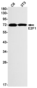 Anti-E2F1 Antibody [S03-5G3] (ab317385) | Abcam