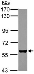 Anti-EBF3 antibody (ab154019) | Abcam