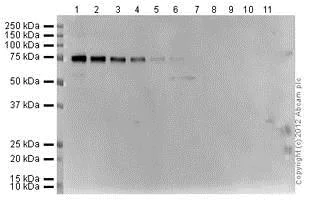 ECL Substrate Kit (Ultra High Sensitivity) (ab133409) | Abcam