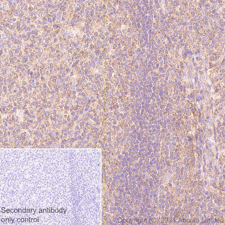 Anti-EDC4 antibody [EPR28929-24] - BSA and Azide free (ab321985) | Abcam