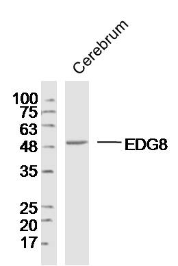 Anti-EDG8 antibody (ab214464) | Abcam