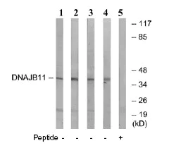 Anti-EDJ antibody (ab75107) | Abcam