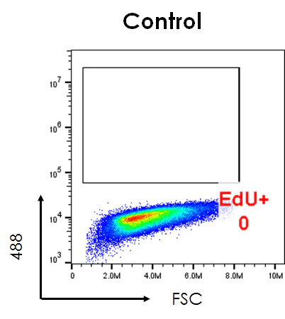 EdU Assay / EdU Staining Proliferation试剂盒(iFluor 488) (ab219801)| Abcam中文官网