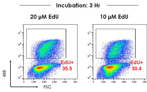 EdU Assay / EdU Staining Proliferation Kit (iFluor 488) (ab219801) | Abcam