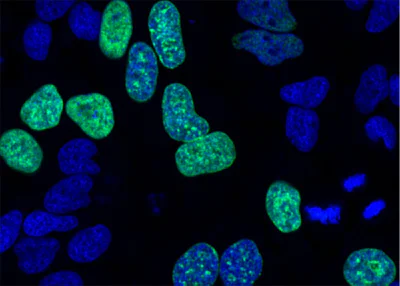EdU Assay / EdU Staining Proliferation Kit (iFluor 488) ab219801 | Abcam