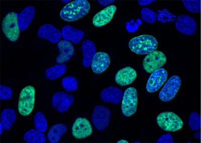 EdU Assay / EdU Staining Proliferation Kit (iFluor 488) ab219801 | Abcam