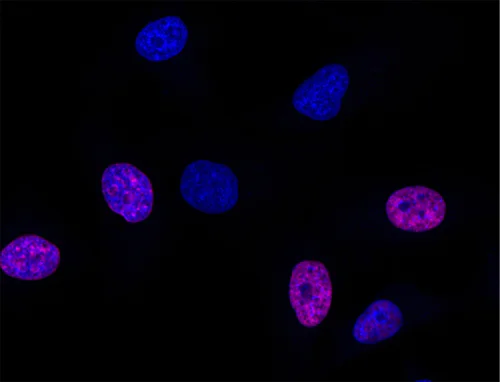 EdU Assay / EdU Staining Proliferation Kit (iFluor 647) ab222421| Abcam