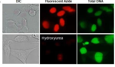 EdU DNA Synthesis Monitoring Kit Flow Cytometry (ab287859) | Abcam