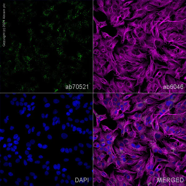 Anti-EEA1 antibody - Early Endosome Marker [1G11] (ab70521) | Abcam