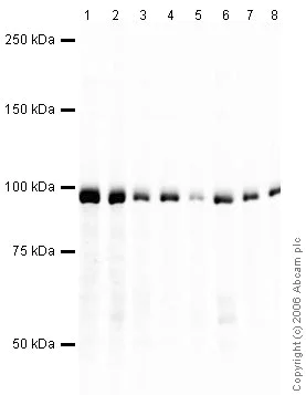Anti-EEF2/Elongation factor 2 antibody (ab33523) | Abcam