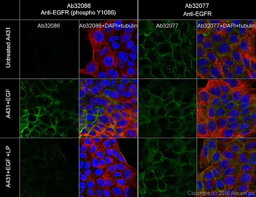 Anti-EGFR (phospho Y1086) antibody [Y39] - BSA and Azide free (ab247225 ...