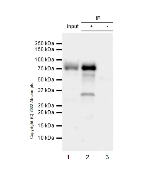 Anti-Egr1 antibody [EPR23981-203] - ChIP Grade - BSA and Azide free ...