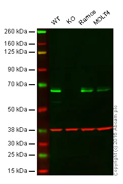 Anti-eIF2A antibody [EPR11042] (ab169528) | Abcam