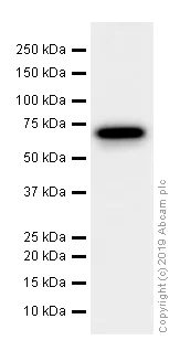 Anti-eIF2A antibody [EPR11042] (ab169528) | Abcam