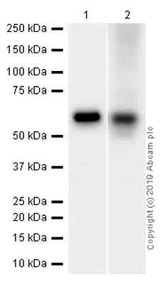 Anti-eIF2A antibody [EPR11042] (ab169528) | Abcam