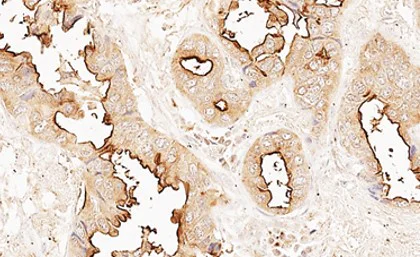 Anti-eIF4E antibody (ab235191) | Abcam