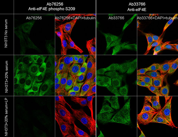 Anti-eIF4E (phospho S209) antibody [EP2151Y] (ab76256) | Abcam