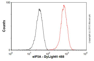 Anti-eIF5A antibody [EP527Y] (ab32407) | Abcam