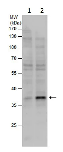 Anti-elF2 alpha (phospho S52) antibody - N-terminal (ab227593) | Abcam