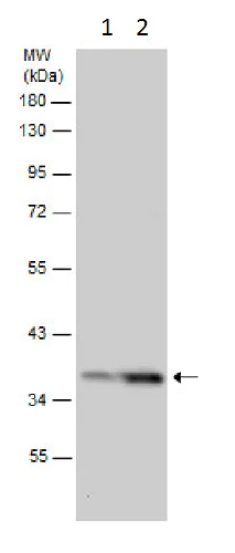 Anti-elF2 alpha (phospho S52) antibody - N-terminal (ab227593) | Abcam