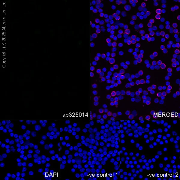 Anti-EN1 / Engrailed 1 antibody [EPR26667-4] (ab325014) | Abcam