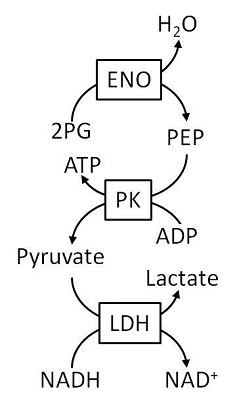 ENO1 Assay Kit (alpha Enolase, Human) (ab117994) | Abcam