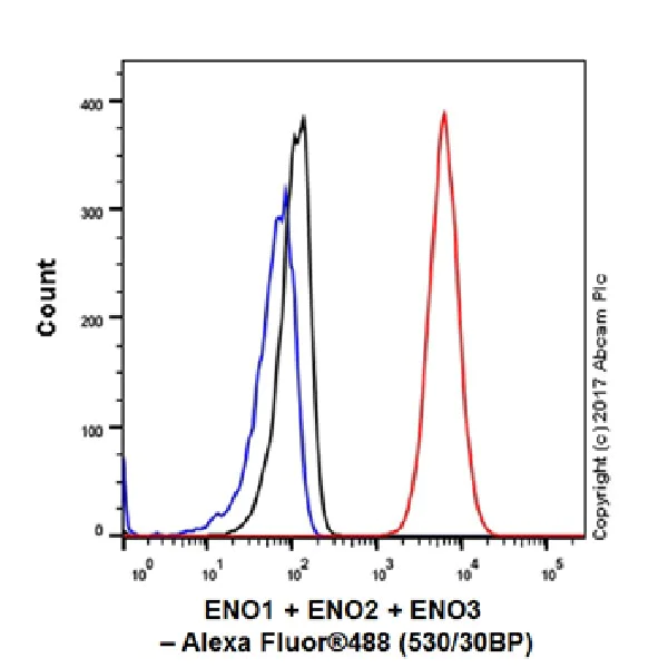 ENO1 + ENO2 + ENO3抗体[EPR19680] (ab222514)| Abcam中文官网