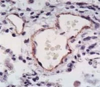 Anti-eNOS antibody (ab5589) | Abcam