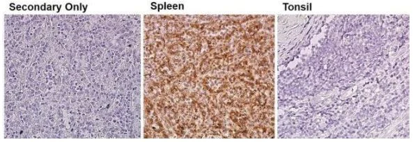 Anti-eNOS antibody (ab5589) | Abcam