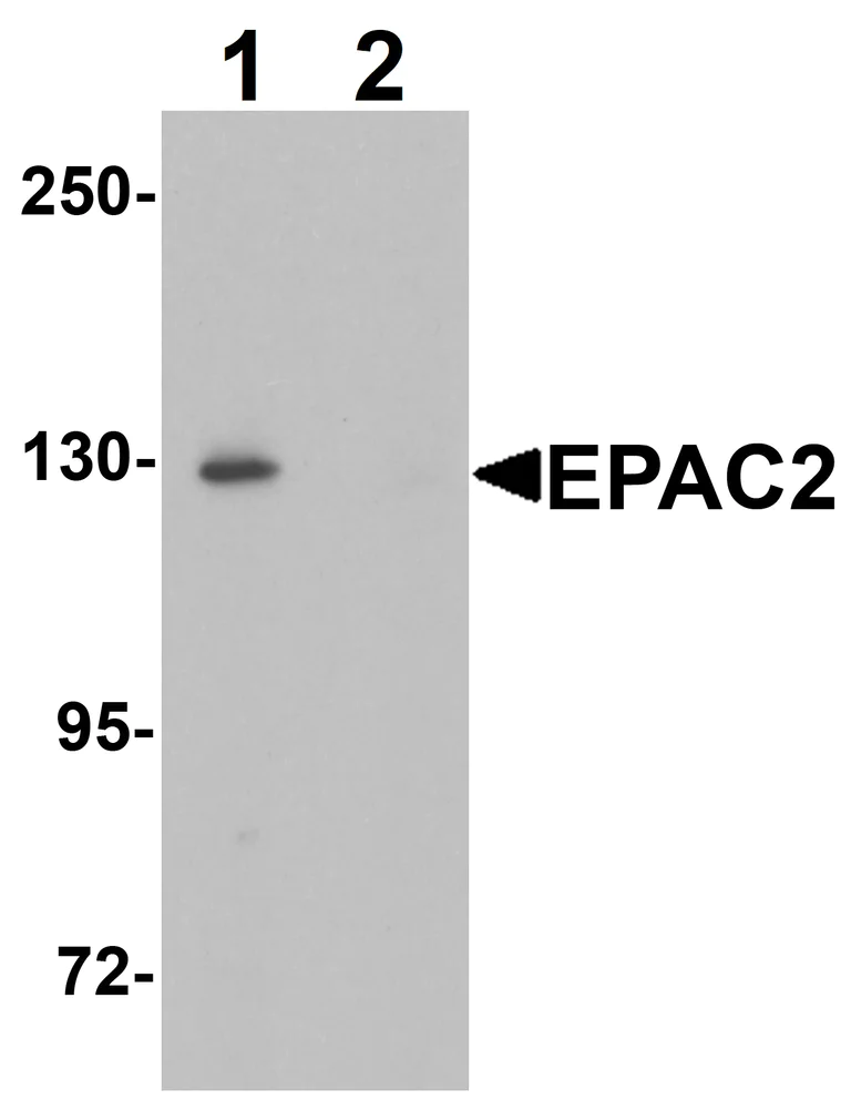 Epac2抗体 (ab124189)| Abcam中文官网
