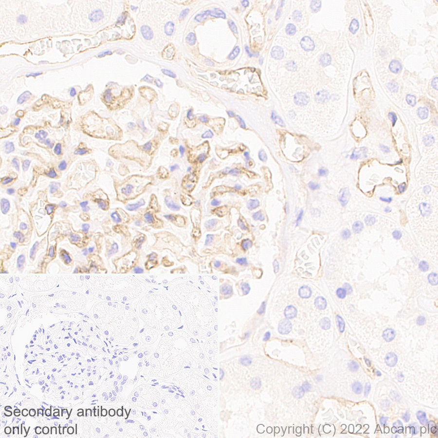 Anti-EPCR/CD201 antibody [EPR25647-49] (ab300565) | Abcam