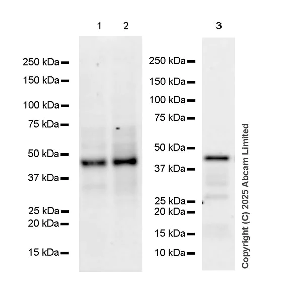 Anti-EPOP/C17orf96 antibody [EPR28390-49] (ab324587) | Abcam