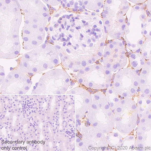 Anti-Extracellular matrix protein 1 antibody [EPR22411-279] (ab253185 ...