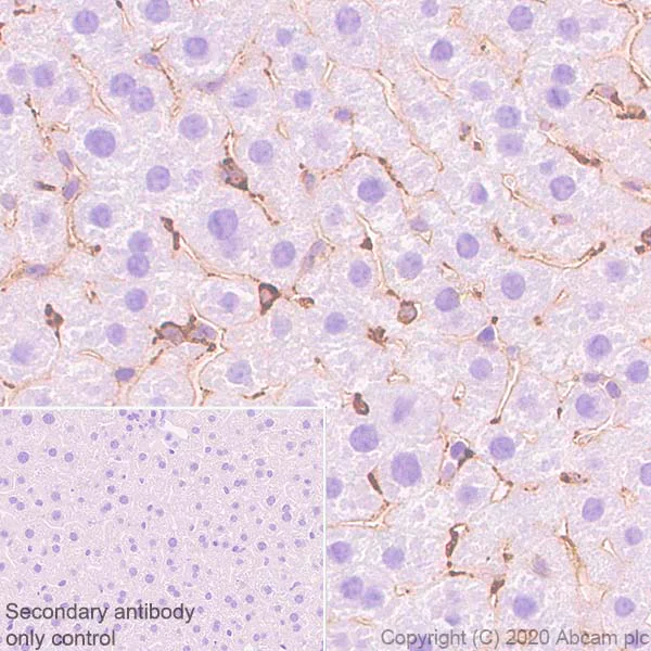 Anti-Extracellular matrix protein 1 antibody [EPR22411-279] (ab253185 ...