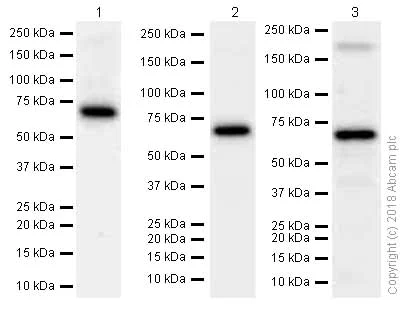 Extracellular matrix protein 1抗体[EPR6701] (ab126629)| Abcam中文官网