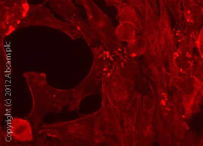 F-actin Staining Kit - Red Fluorescence - Cytopainter (ab112127) | Abcam