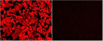 F-actin Staining Kit - Red Fluorescence - Cytopainter (ab112127) | Abcam