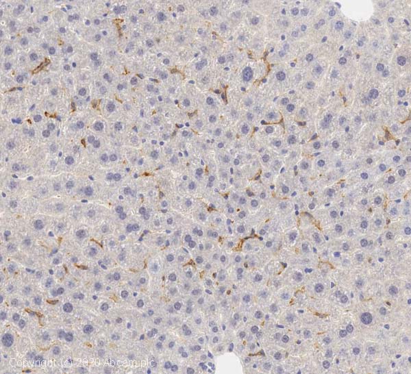 Anti-F4/80 antibody (ab100790) | Abcam