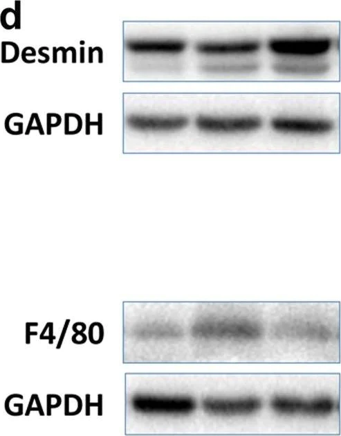 Anti-F4/80 antibody - C-terminal (ab186073) | Abcam