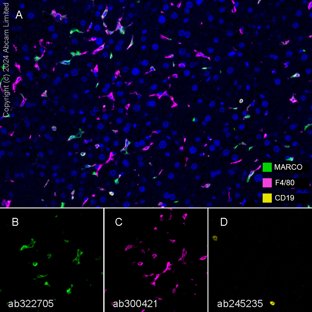 Anti-F4/80 antibody [EPR26545-166], macrophage marker (ab300421) | Abcam