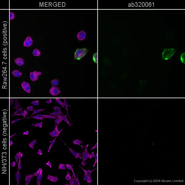 F4/80抗体[EPR26545-166] – 鸡 IgY (Chimeric) – BSA and Azide Free (ab320061 ...