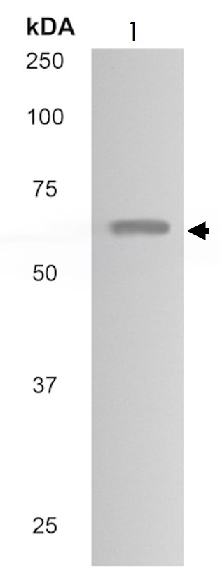 Anti-Factor X + Xa antibody [MM0192-10A10] (ab89334) | Abcam