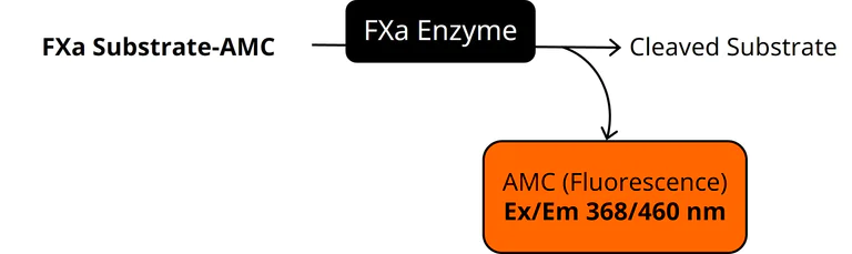 Factor Xa Activity Assay Kit (Fluorometric) (ab325358) | Abcam