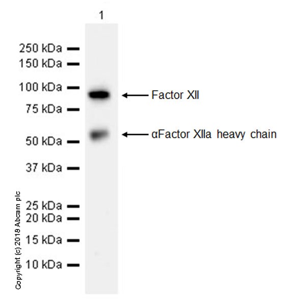 Anti-Factor XII antibody [EPR22292-127] (ab242123) | Abcam